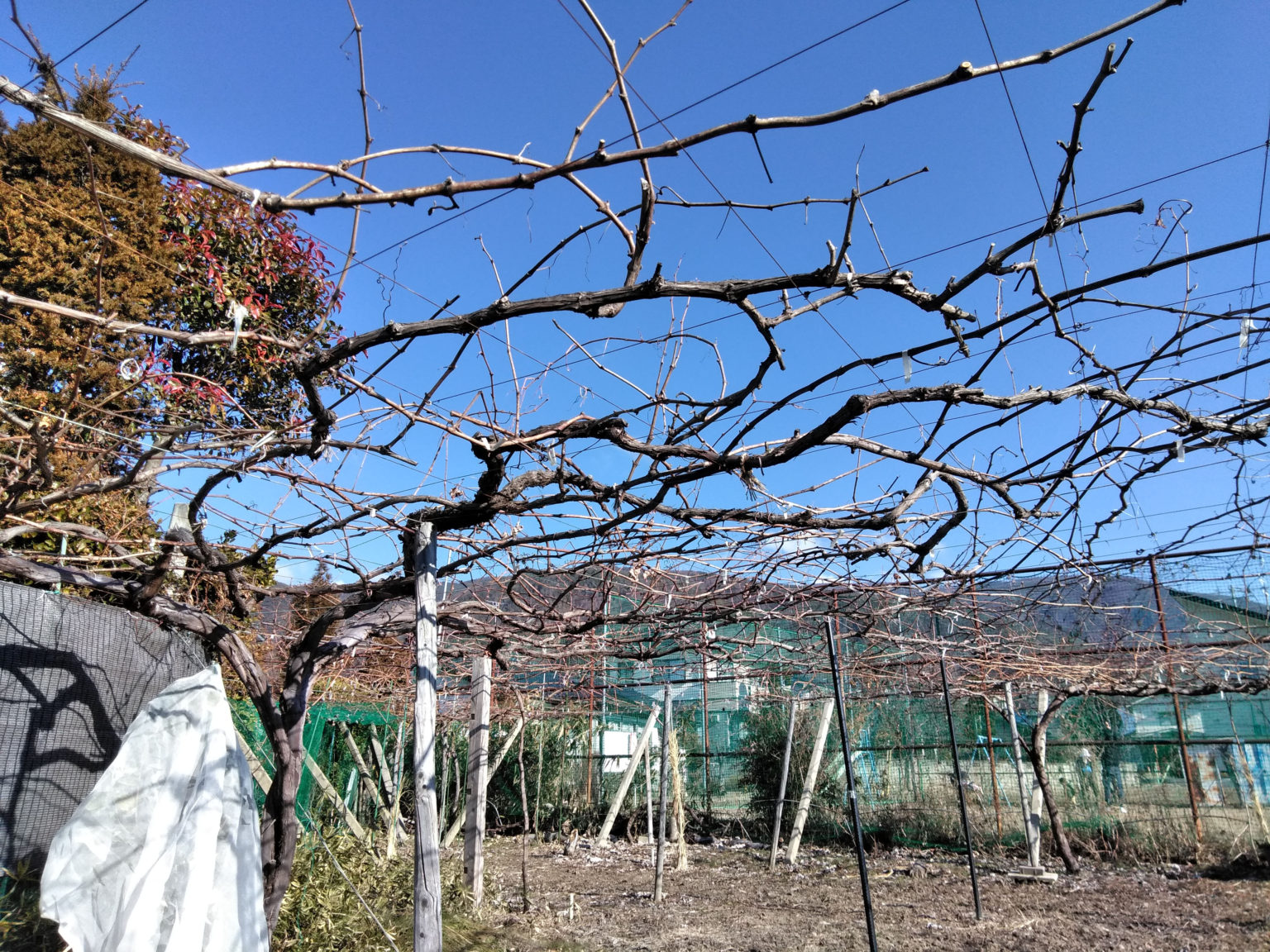 ぶどう園整理が終了、スッキリとしたぶどう園に生まれ変わりました。 | ぶどうのブログ